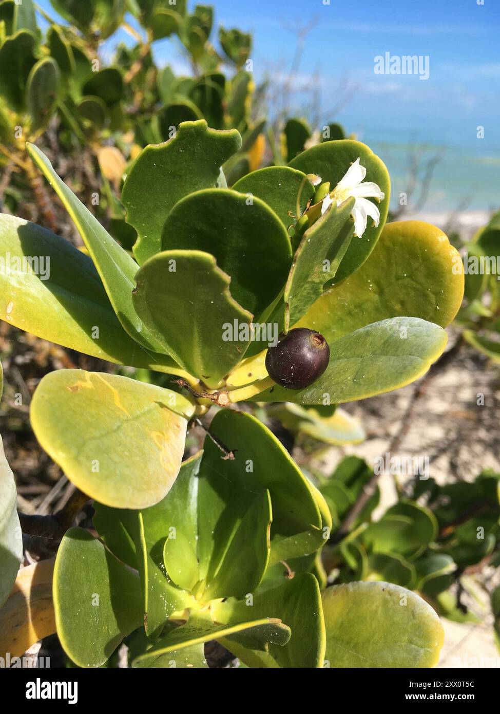 coastal inkberry (Scaevola plumieri) Plantae Stock Photo - Alamy
