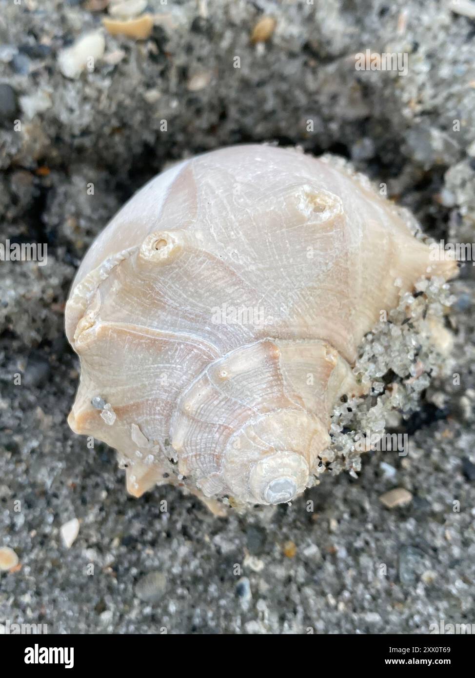 Knobbed Whelk (Busycon carica) Mollusca Stock Photo - Alamy