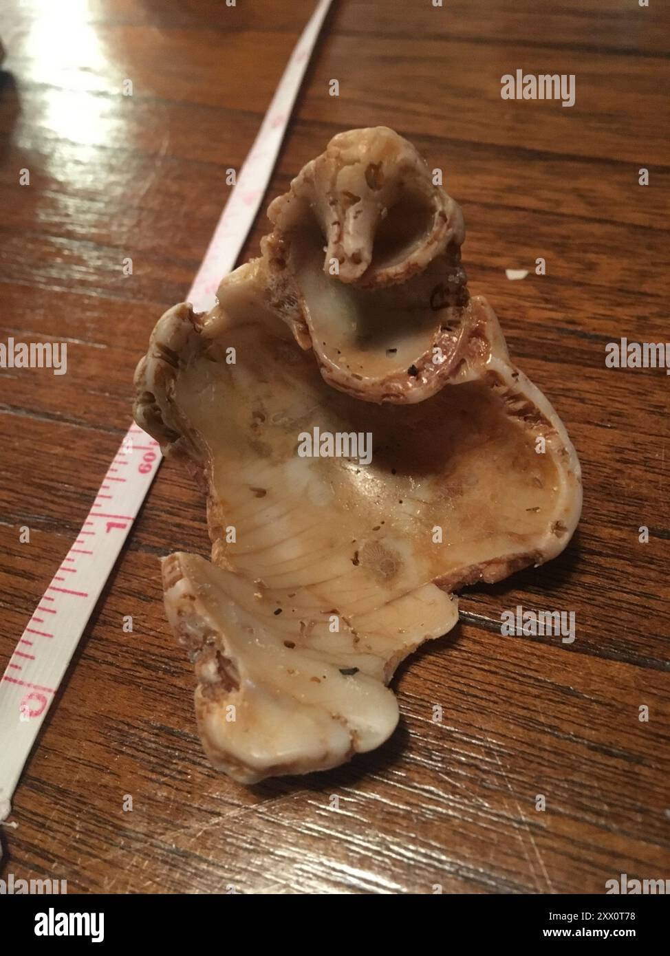 Knobbed Whelk (Busycon carica) Mollusca Stock Photo - Alamy