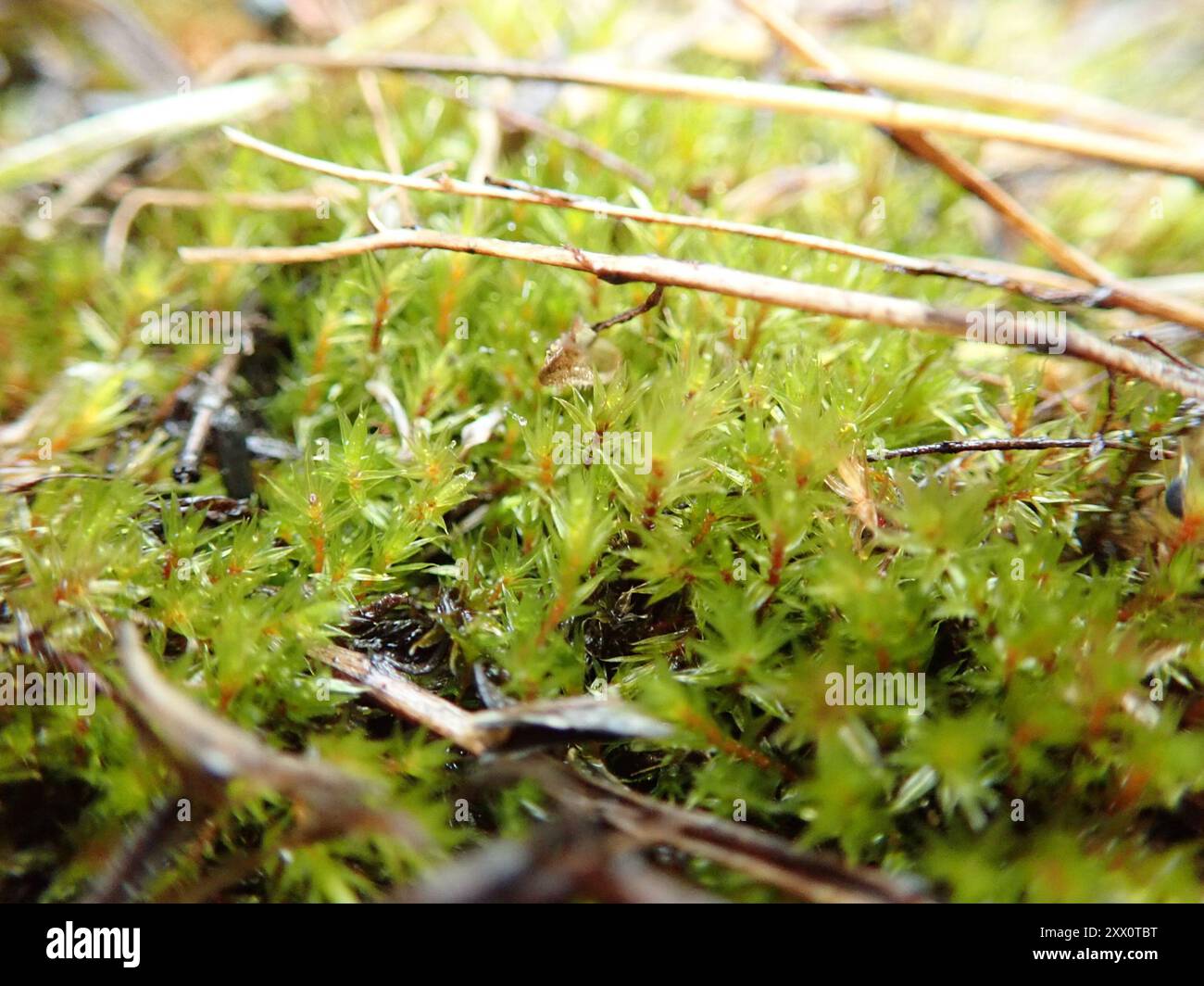 tall-clustered thread-moss (Ptychostomum pallescens) Plantae Stock ... tall-clustered thread-moss (Ptychostomum pallescens) Plantae Stock ...