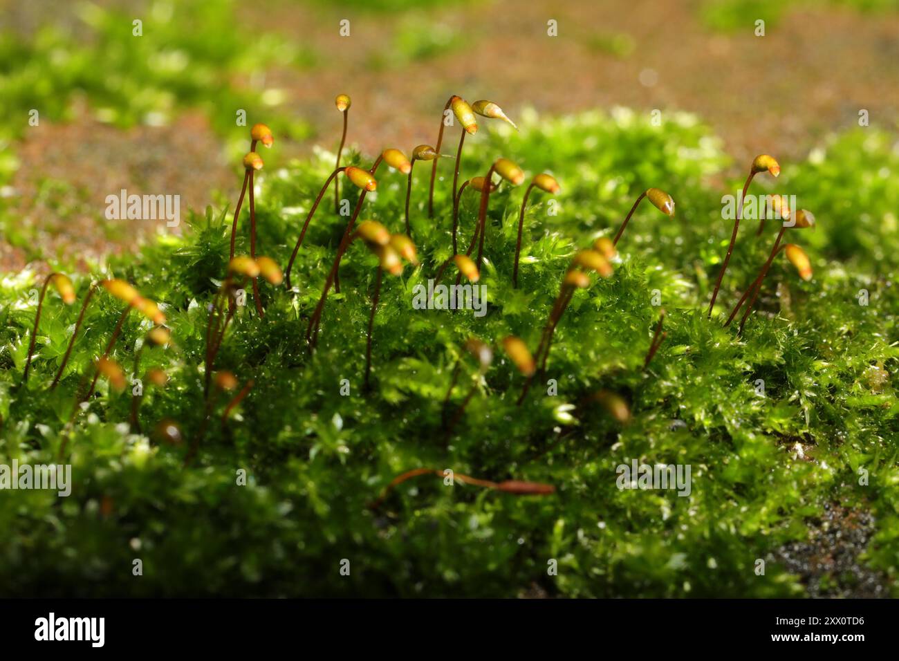 Clustered Feather-moss (Rhynchostegium confertum) Plantae Stock Photo ...