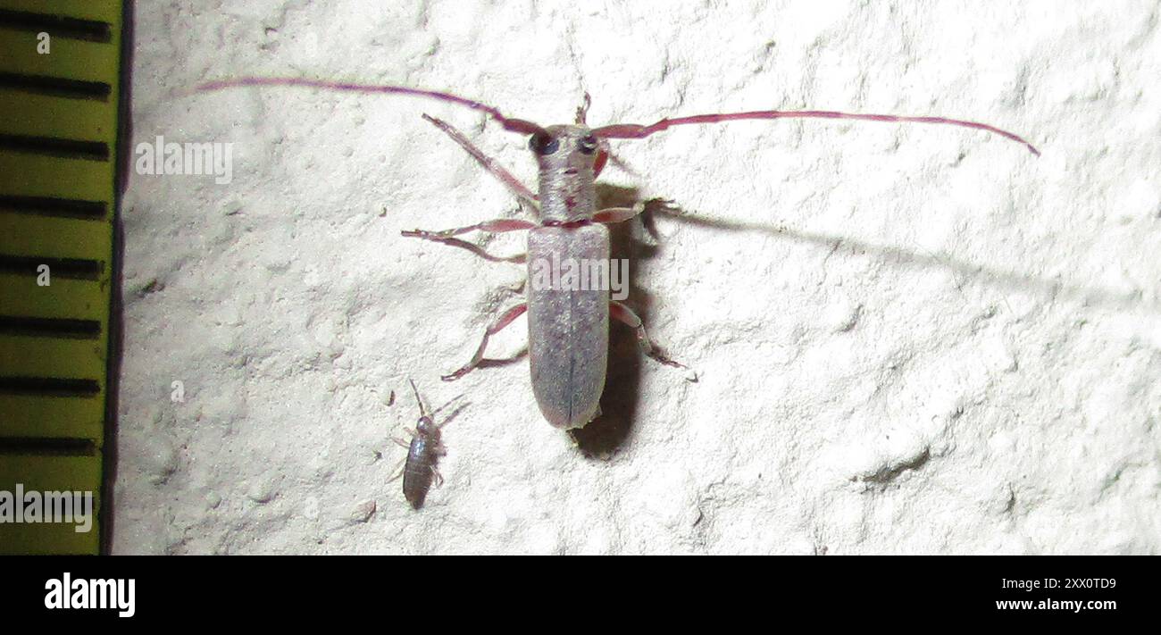 (Eunidia angolana) Insecta Stock Photo - Alamy