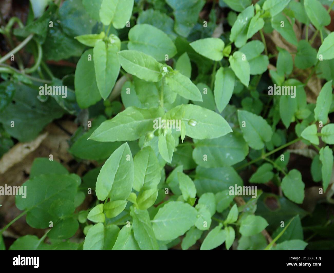 Water Chickweed (Stellaria aquatica) Plantae Stock Photo - Alamy