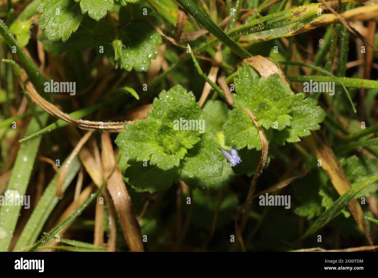 bird's-eye speedwell (Veronica persica) Plantae Stock Photo - Alamy