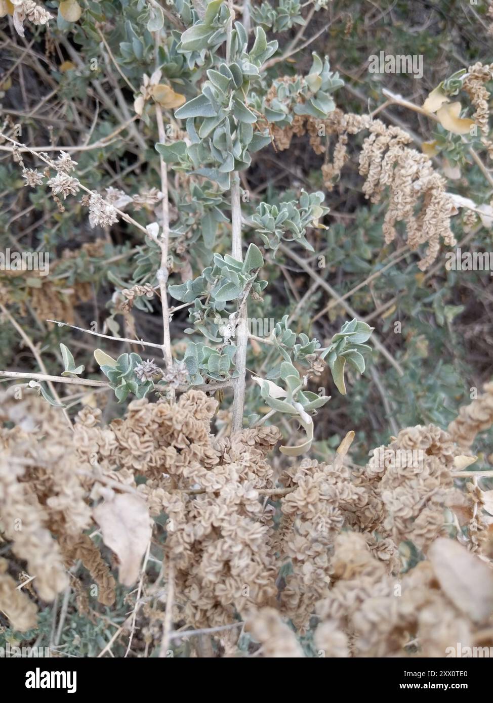 big saltbush (Atriplex lentiformis) Plantae Stock Photo - Alamy