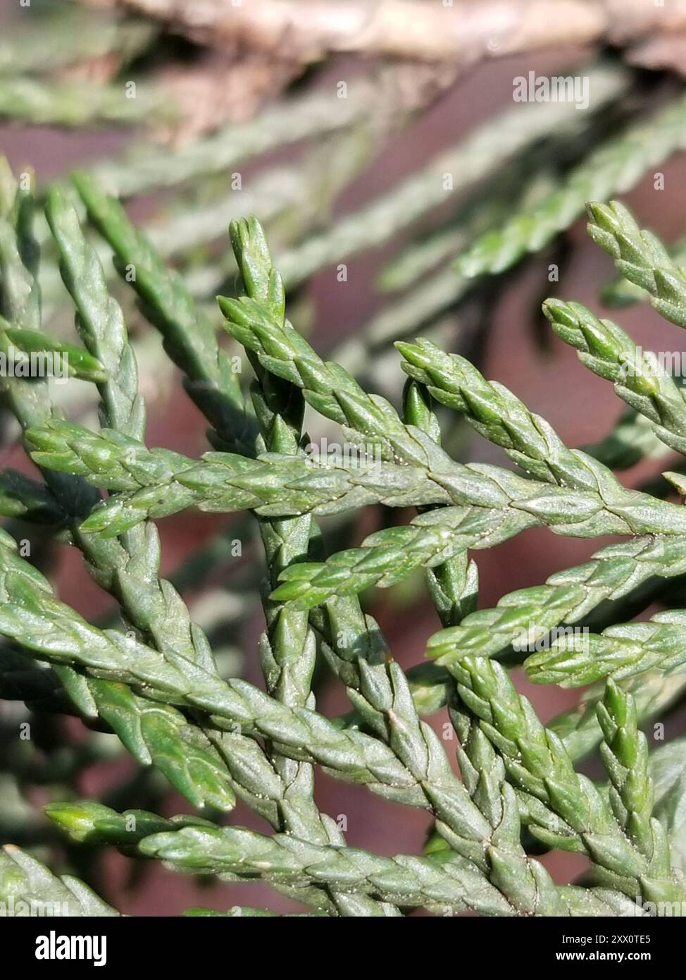 eastern redcedar (Juniperus virginiana) Plantae Stock Photo - Alamy