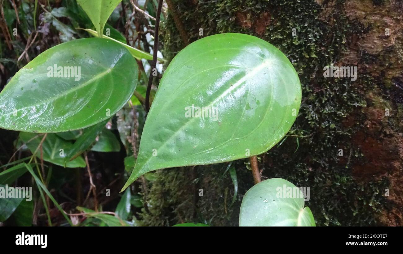 radiator plants (Peperomia) Plantae Stock Photo - Alamy