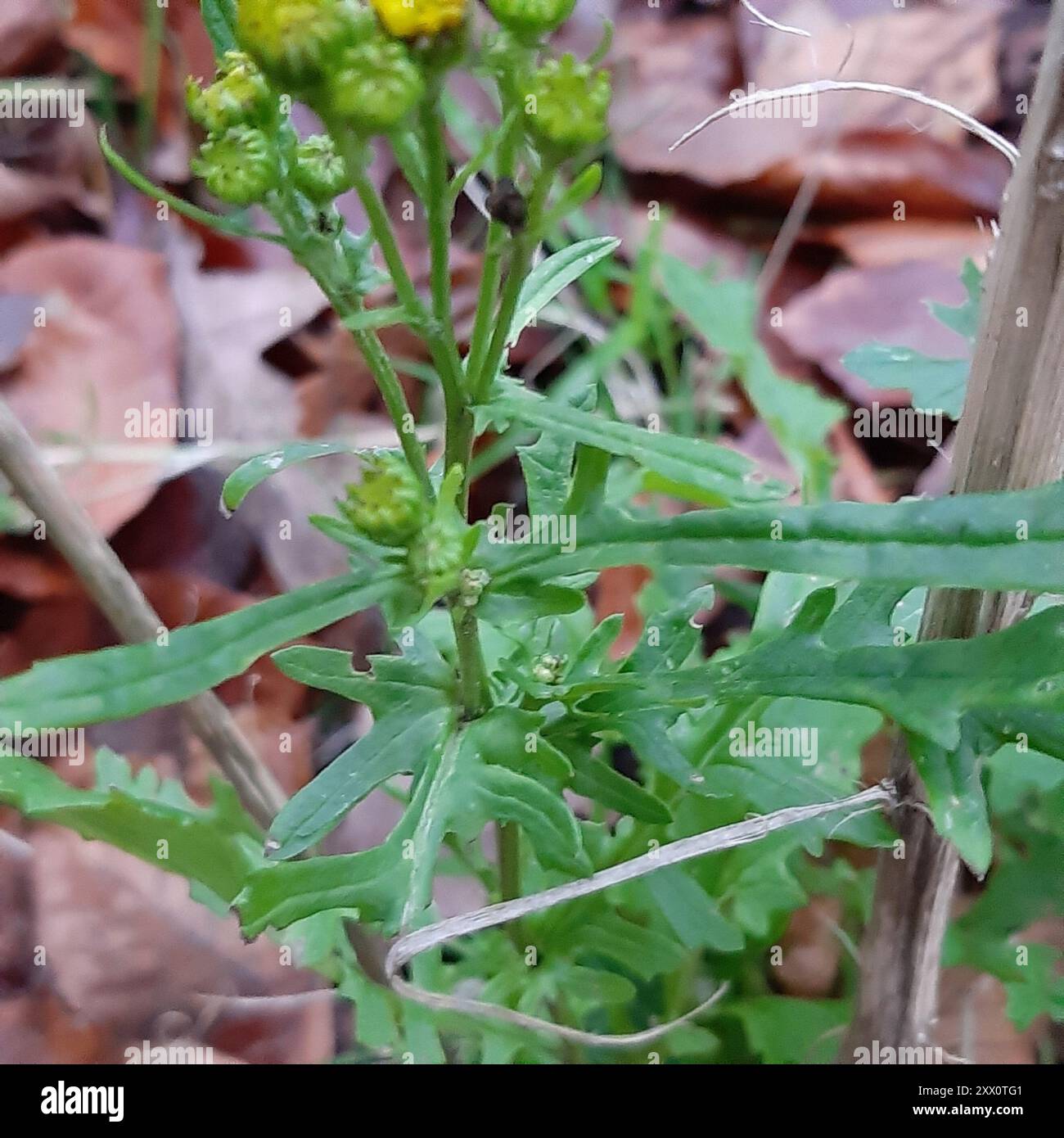 common groundsel (Senecio vulgaris) Plantae Stock Photo - Alamy