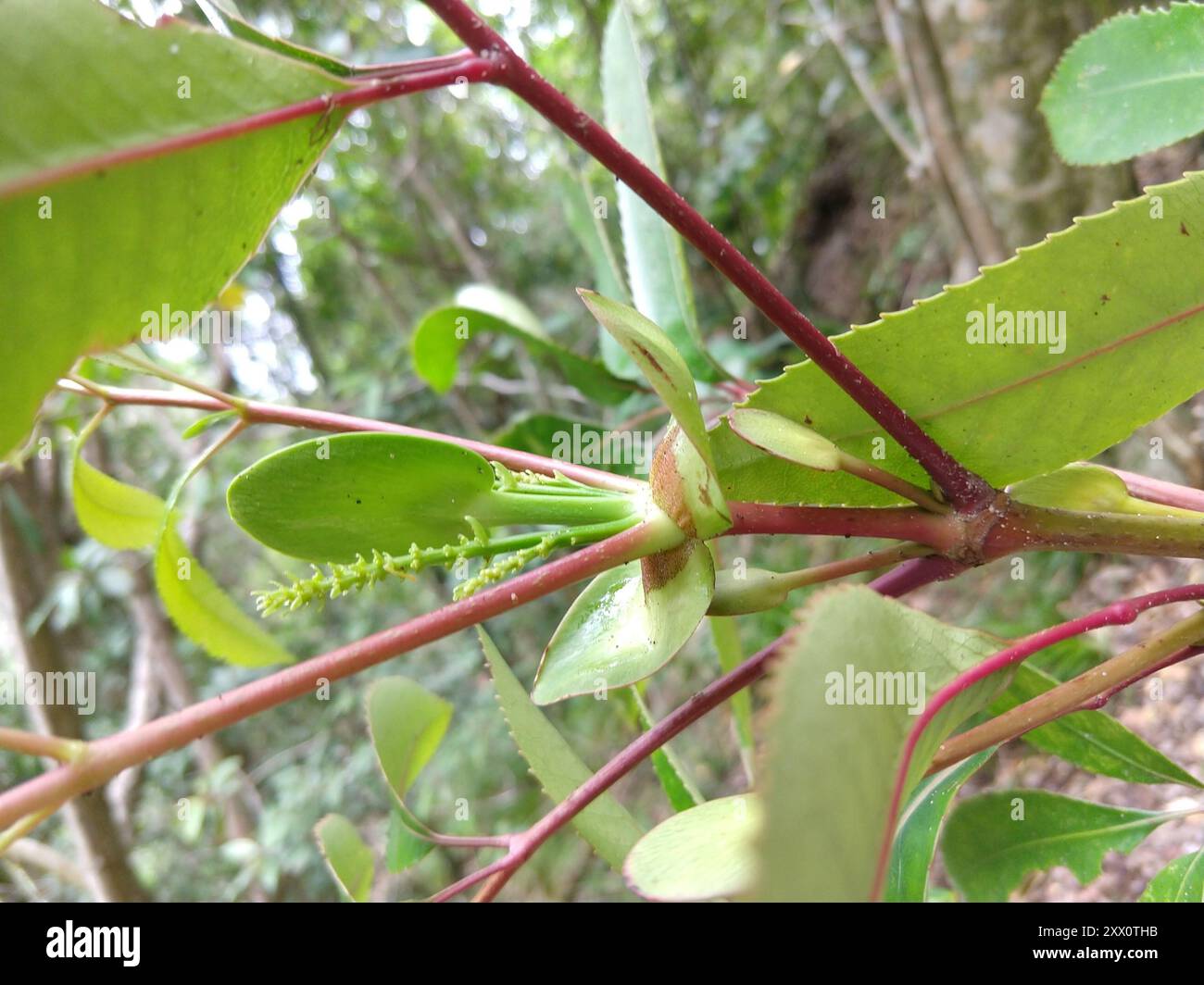 butterspoon tree (Cunonia capensis) Plantae Stock Photo - Alamy