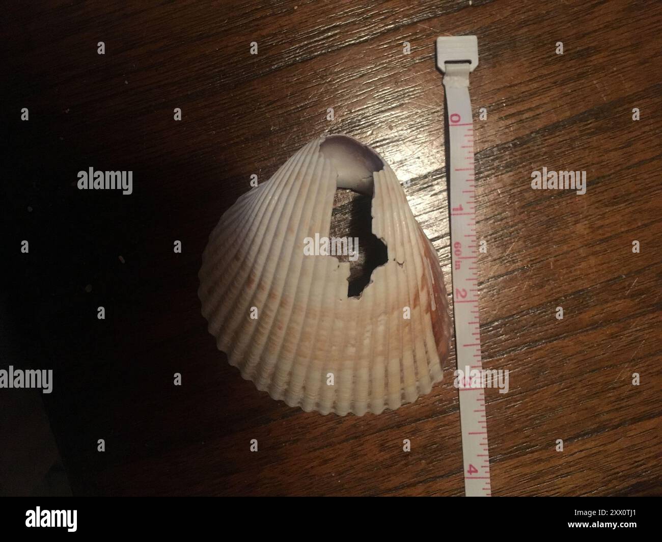 Giant Atlantic Cockle (Dinocardium robustum) Mollusca Stock Photo - Alamy