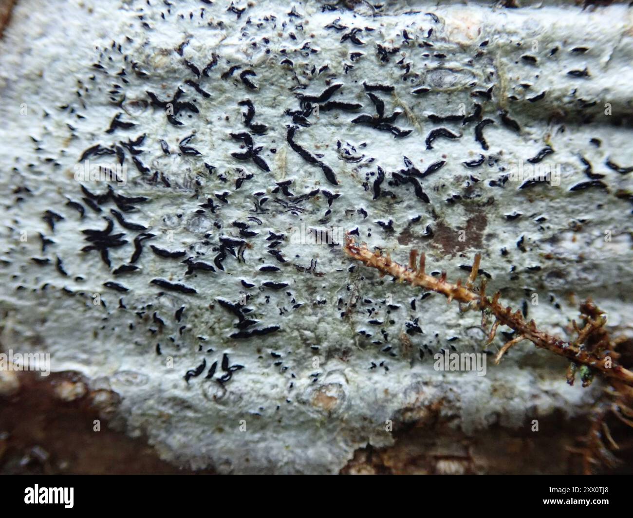 Common Script Lichen (Graphis scripta) Fungi Stock Photo - Alamy