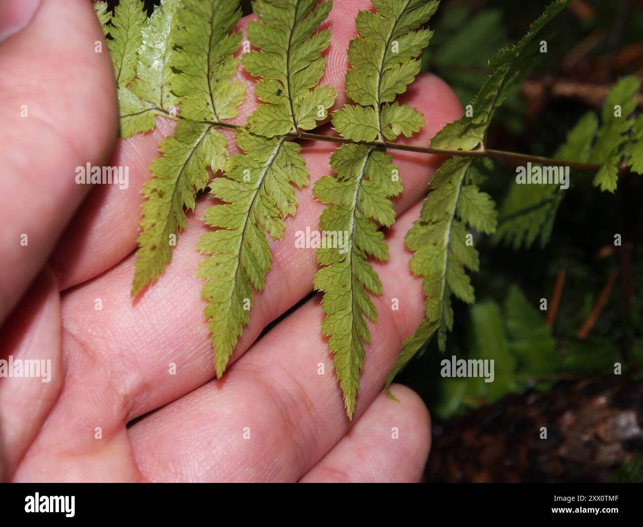 spinulose wood fern (Dryopteris carthusiana) Plantae Stock Photo - Alamy