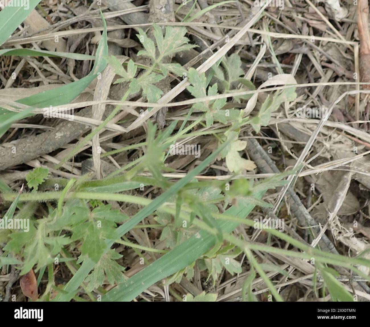 African buttercup (Ranunculus multifidus) Plantae Stock Photo - Alamy