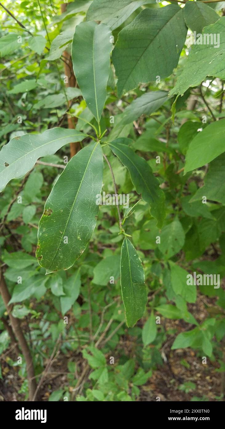 (Sideroxylon capiri) Plantae Stock Photo - Alamy