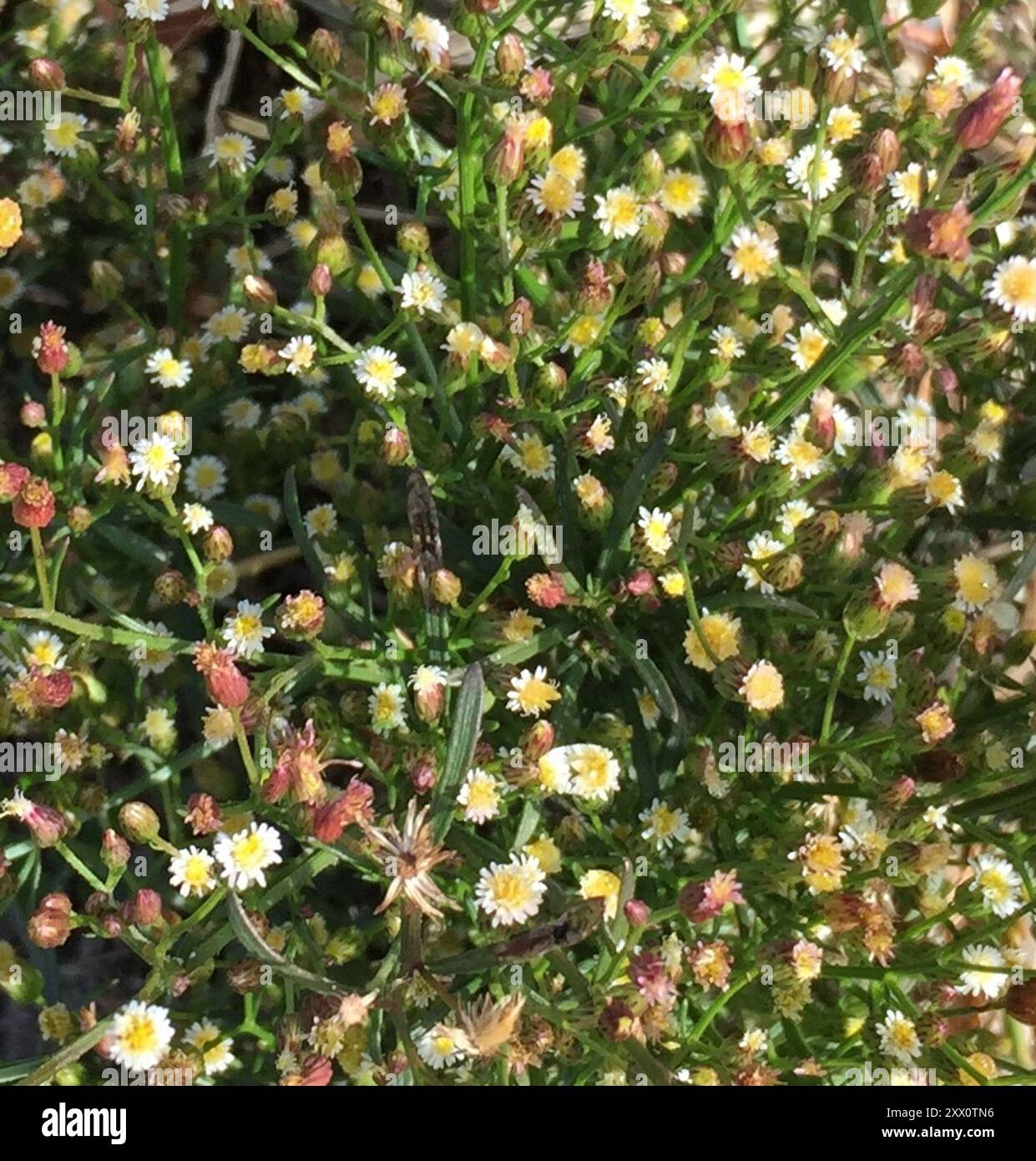 annual saltmarsh aster (Symphyotrichum subulatum) Plantae Stock Photo ...