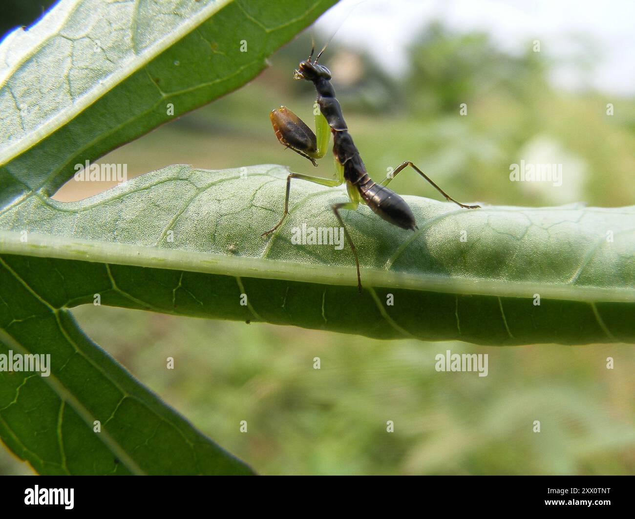 Odontomantis hi-res stock photography and images - Alamy