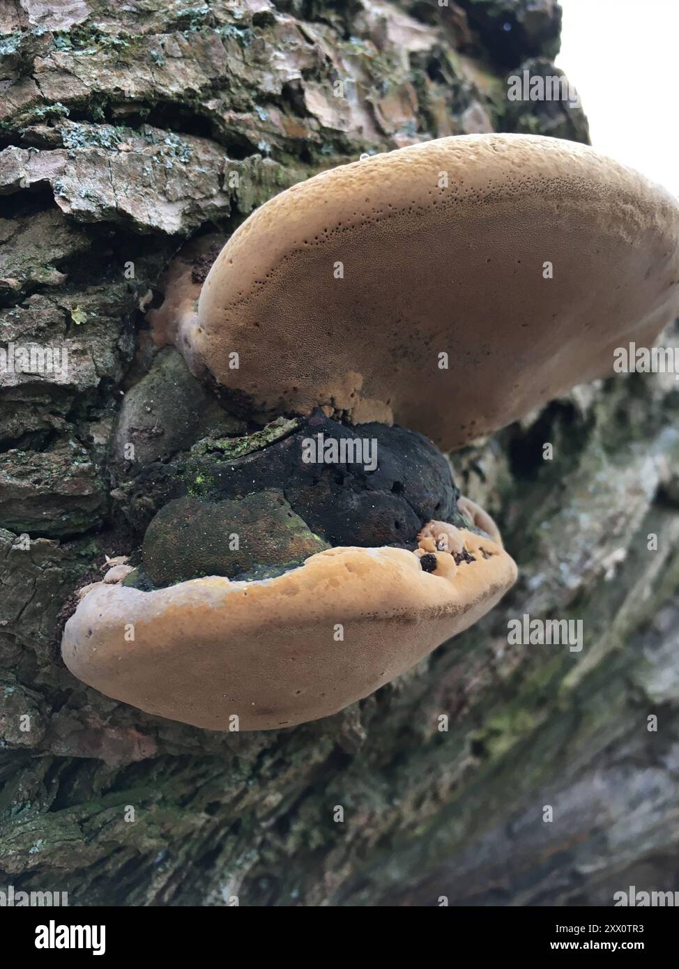 Willow Bracket (Phellinus igniarius) Fungi Stock Photo - Alamy