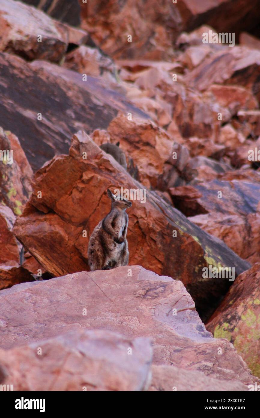 Black-flanked Rock Wallaby (Petrogale lateralis) Mammalia Stock Photo ...
