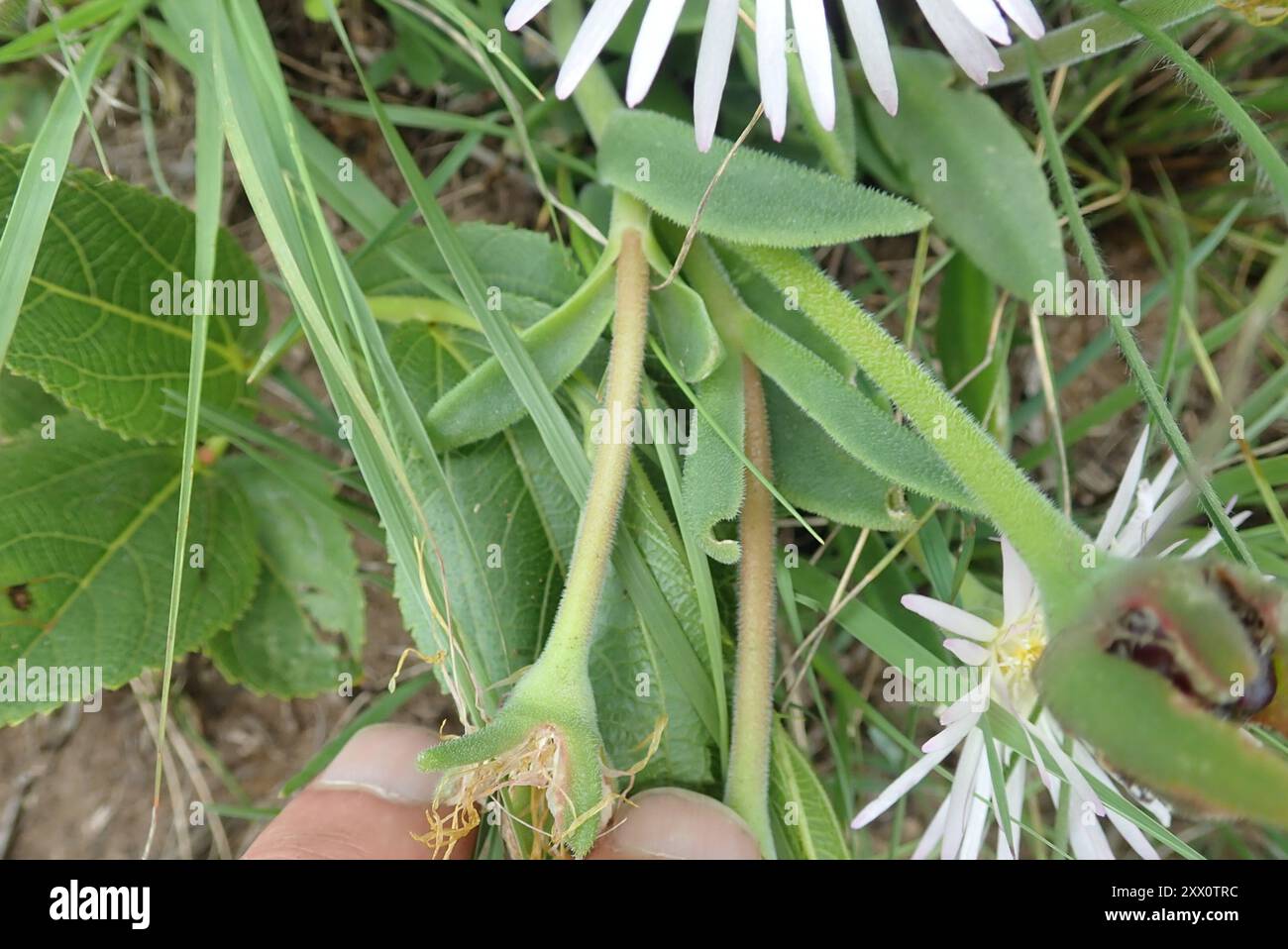 Fire Sheepfig (Delosperma sutherlandii) Plantae Stock Photo - Alamy