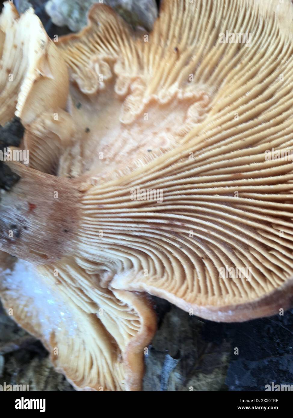 bear lentinus (Lentinellus ursinus) Fungi Stock Photo - Alamy