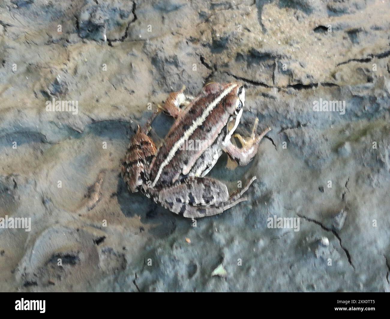 Water Frogs (Pelophylax) Amphibia Stock Photo - Alamy