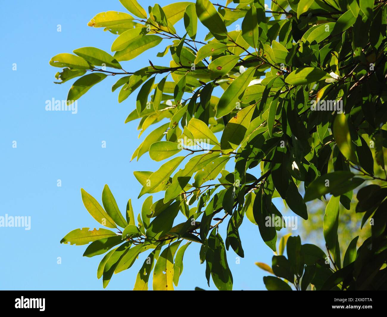 Formosan Michelia (Magnolia compressa formosana) Plantae Stock Photo ...