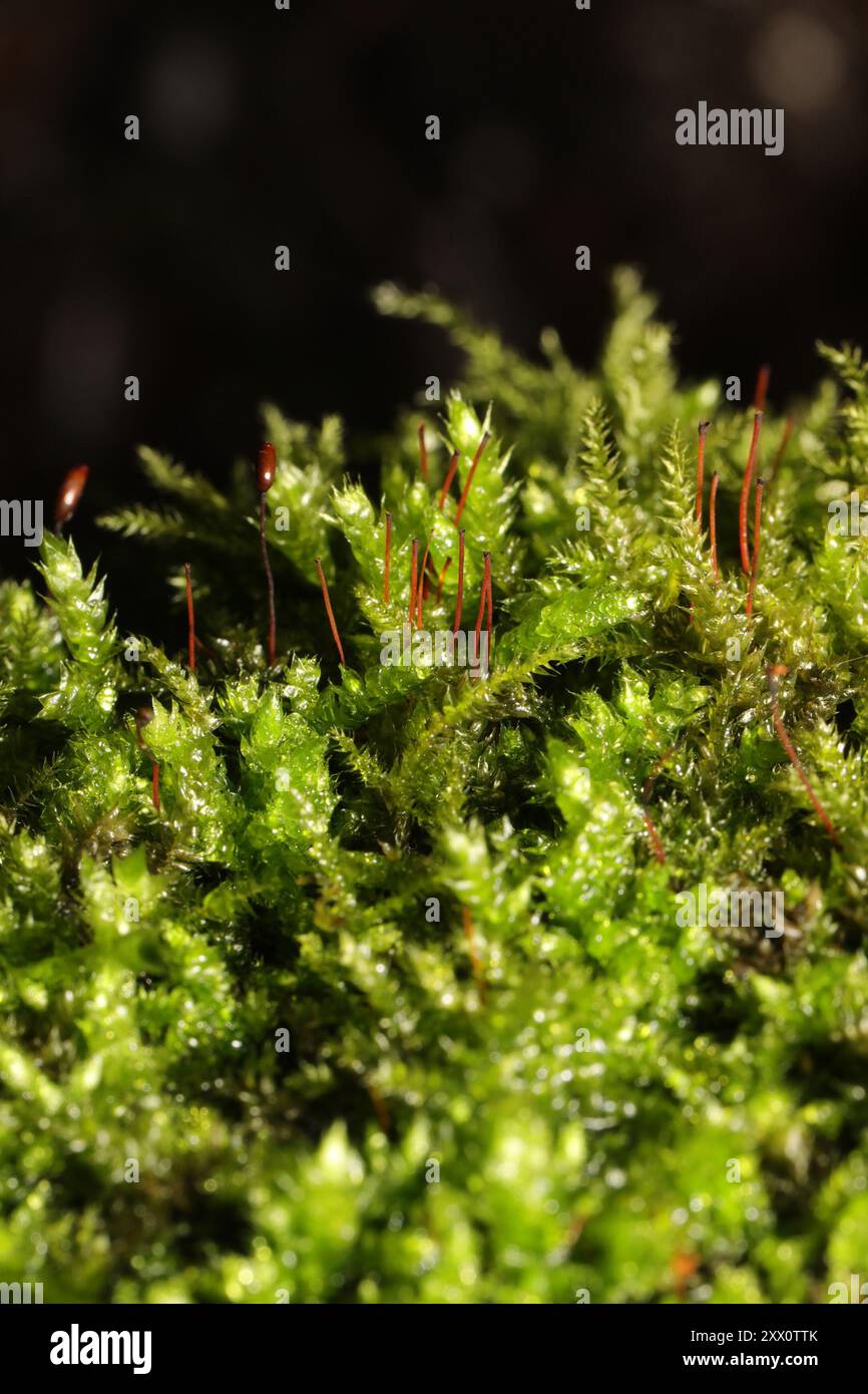 Rough-stalked Feather-moss (Brachythecium rutabulum) Plantae Stock ...