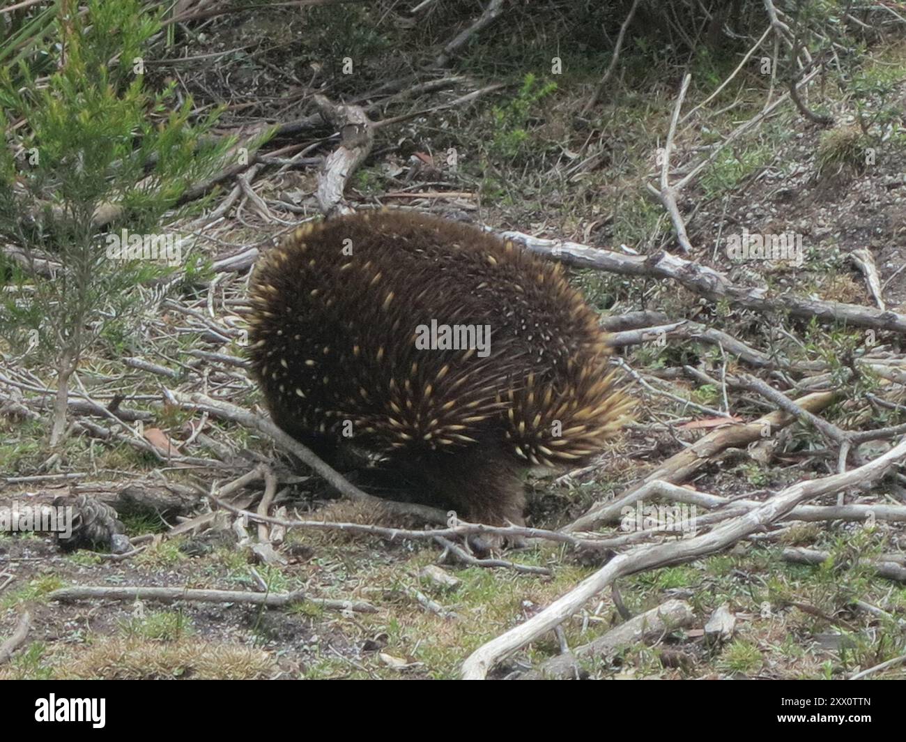 Tasmanian Echidna (Tachyglossus aculeatus setosus) Mammalia Stock Photo ...