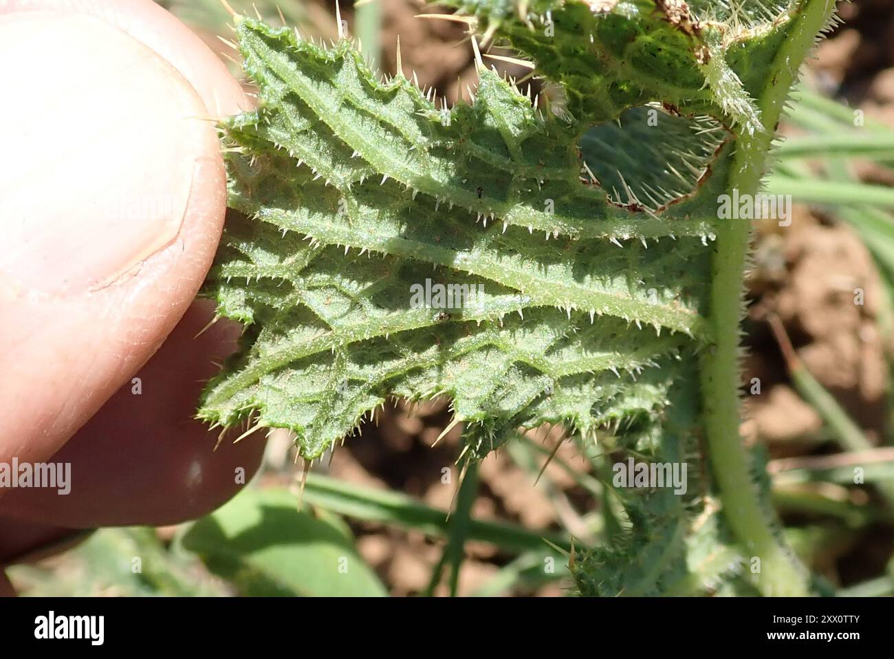 Umbel African Thistle (Berkheya umbellata) Plantae Stock Photo - Alamy