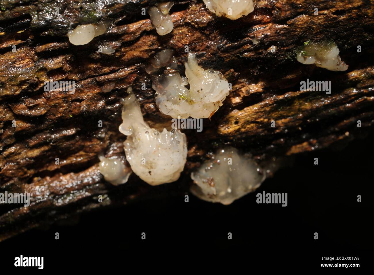 Crystal Brain Fungus (Myxarium nucleatum) Fungi Stock Photo - Alamy