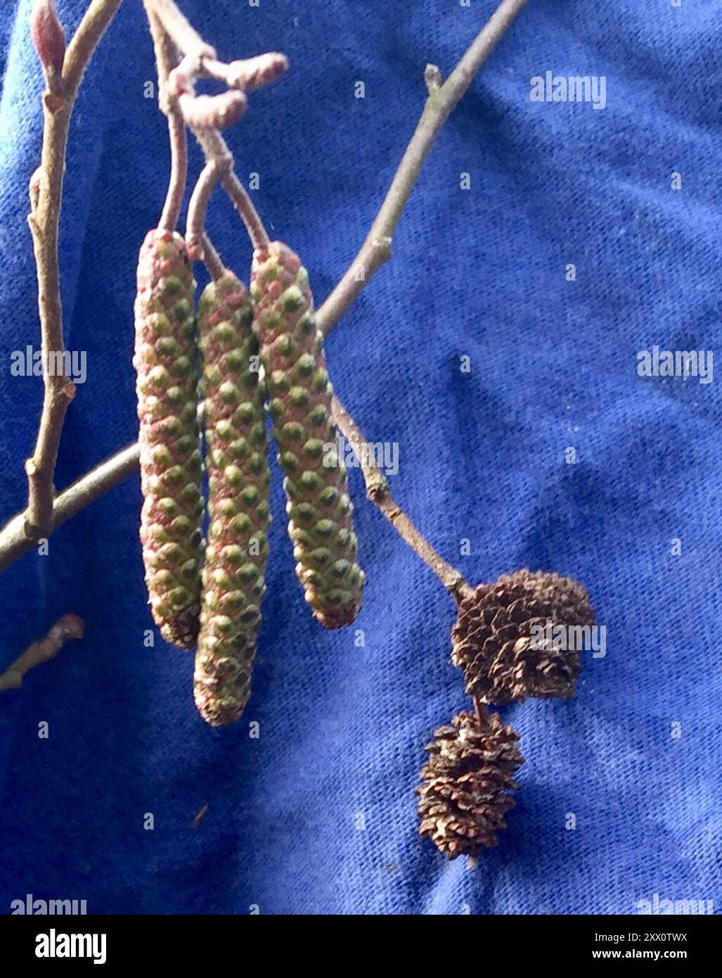 smooth alder (Alnus serrulata) Plantae Stock Photo - Alamy