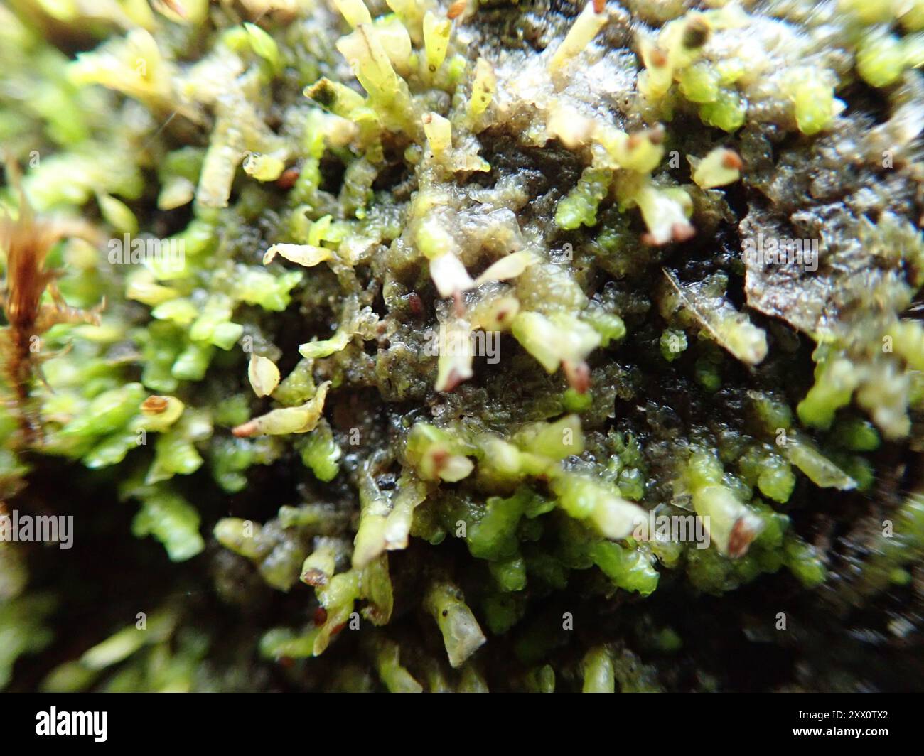 Flat-leaved Scalewort (Radula complanata) Plantae Stock Photo - Alamy