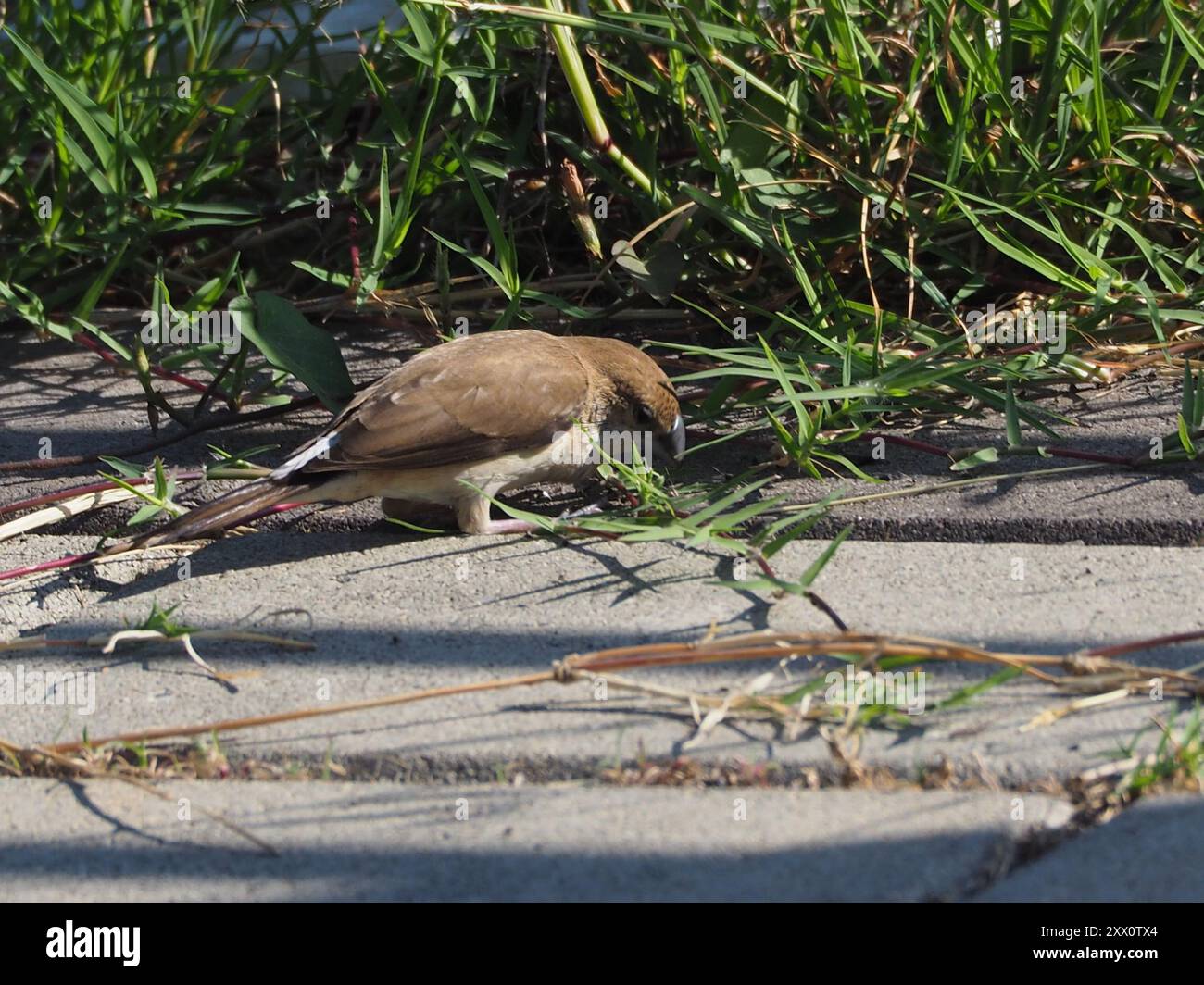 Indian Silverbill (Euodice malabarica) Aves Stock Photo - Alamy