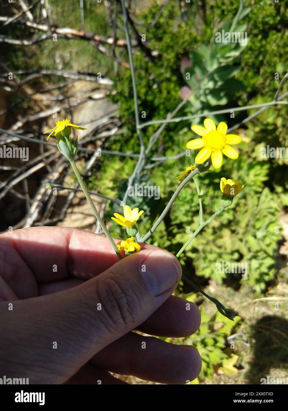 Fivetooth Babooncabbage (Othonna quinquedentata) Plantae Stock Photo ...