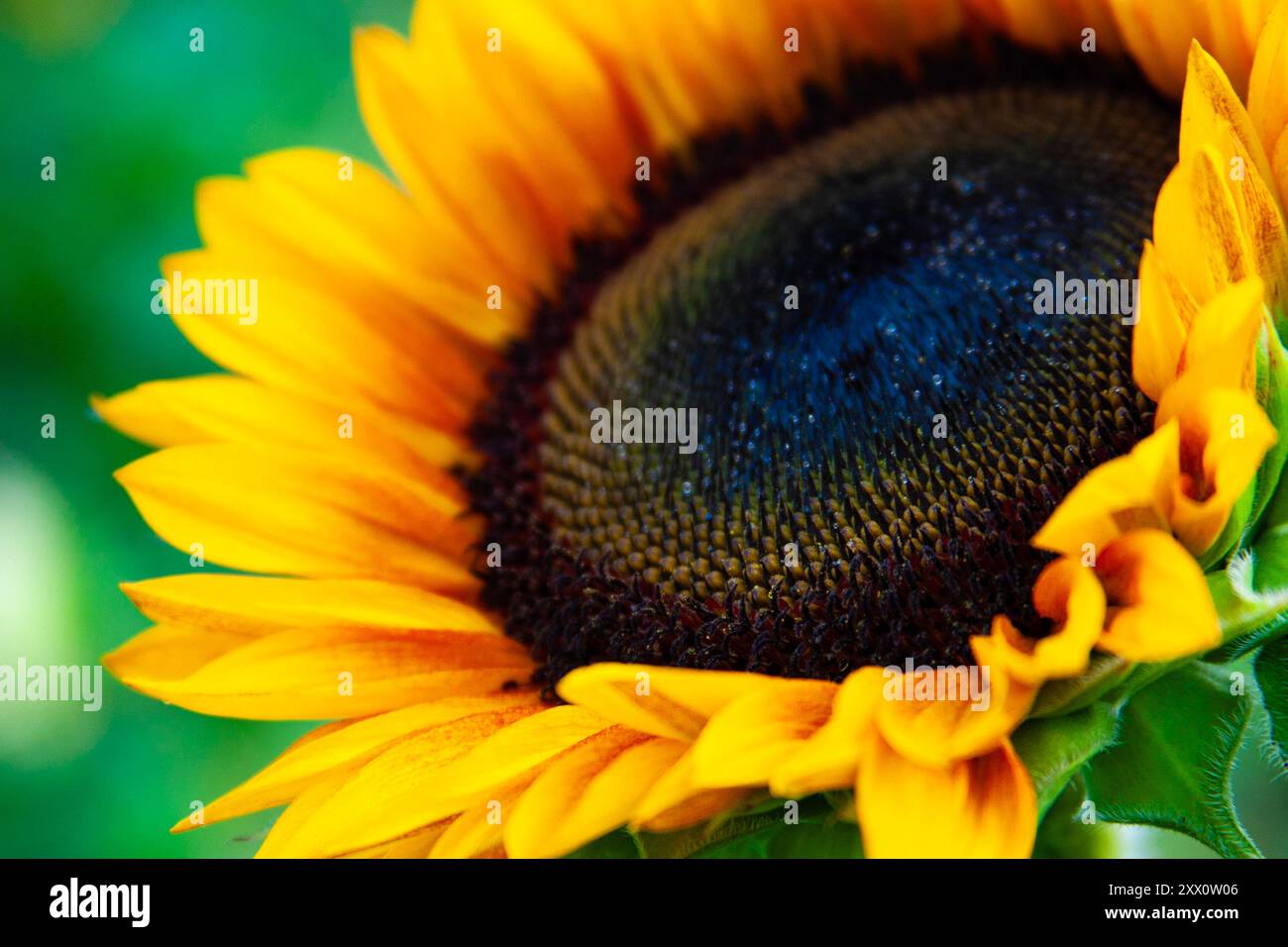 Yellow Sunflower Opening - Close Up Stock Photo - Alamy
