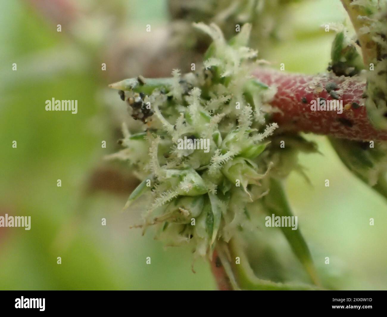 spiny amaranth (Amaranthus spinosus) Plantae Stock Photo - Alamy