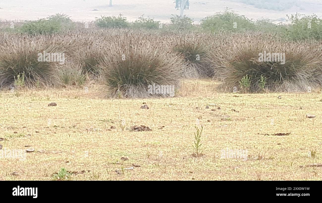spiny rush (Juncus acutus) Plantae Stock Photo - Alamy