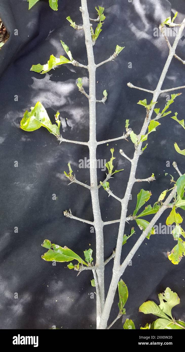 (Randia nicaraguensis) Plantae Stock Photo - Alamy