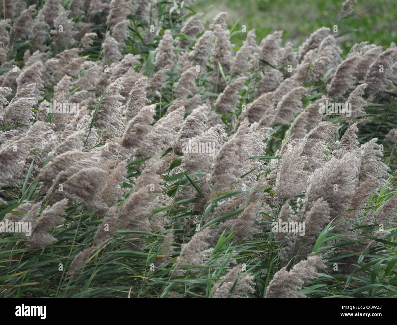 common reed (Phragmites australis) Plantae Stock Photo - Alamy