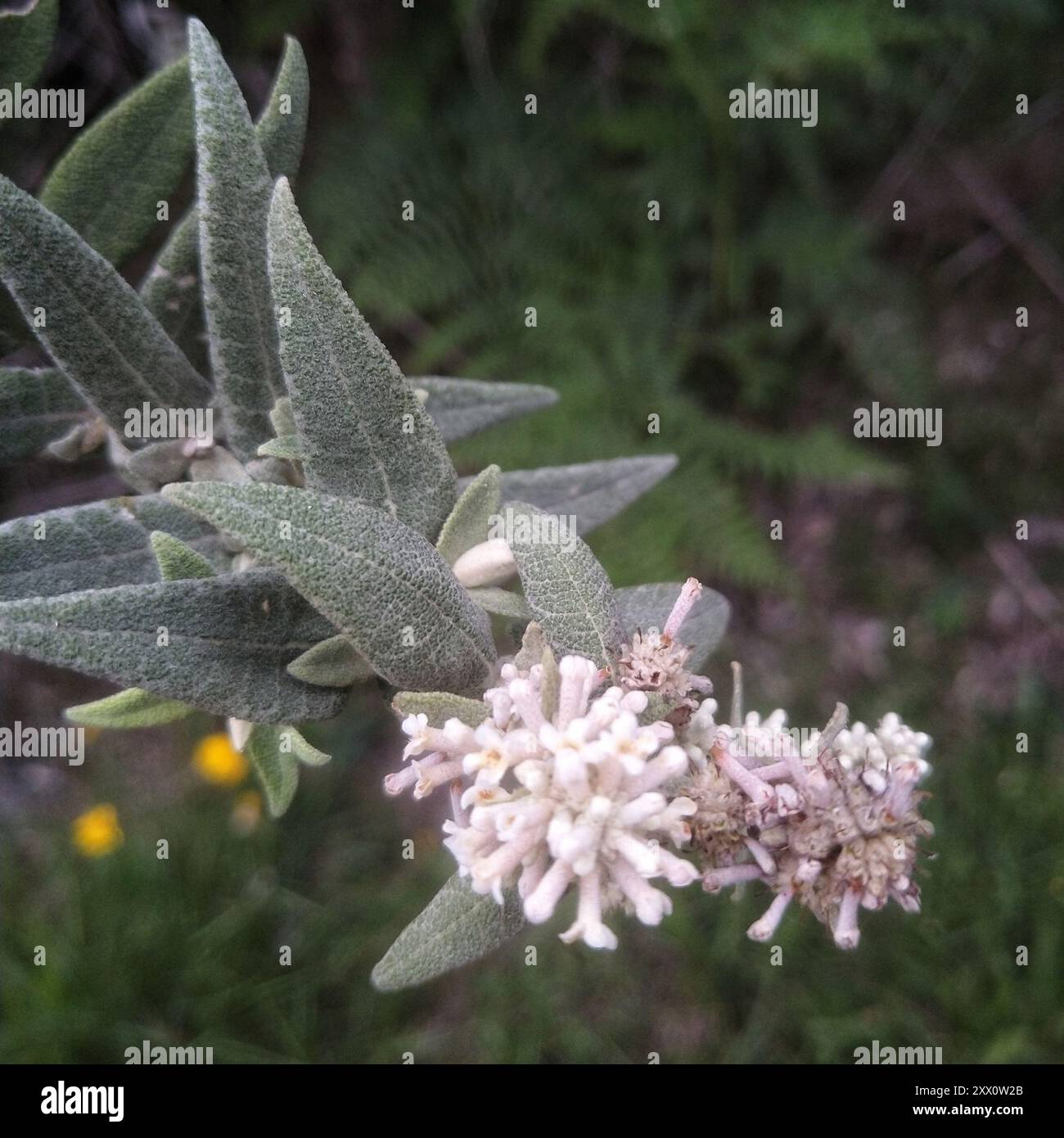 Sagewood (Buddleja salviifolia) Plantae Stock Photo - Alamy