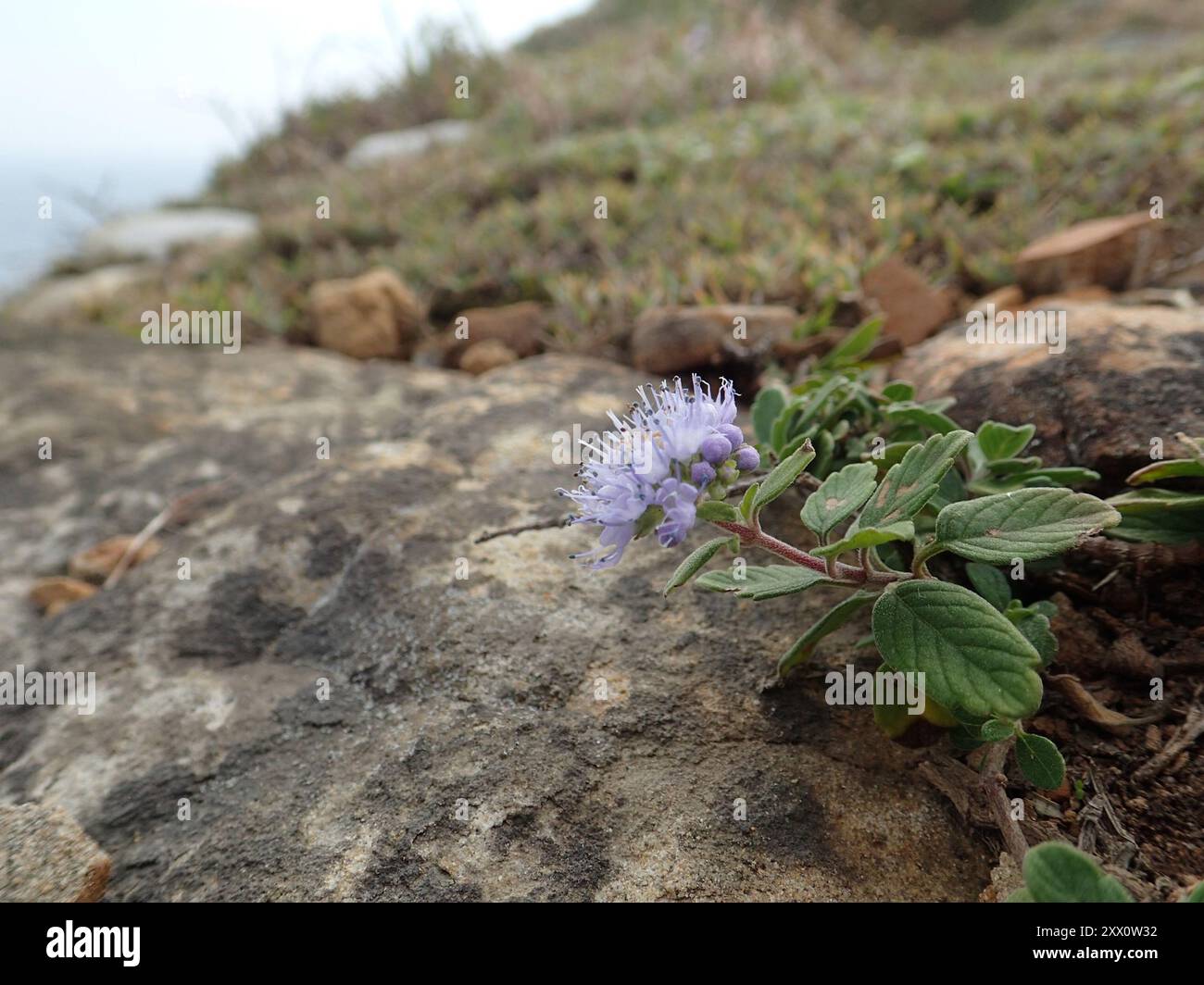 Common Bluebeard (Caryopteris incana) Plantae Stock Photo - Alamy