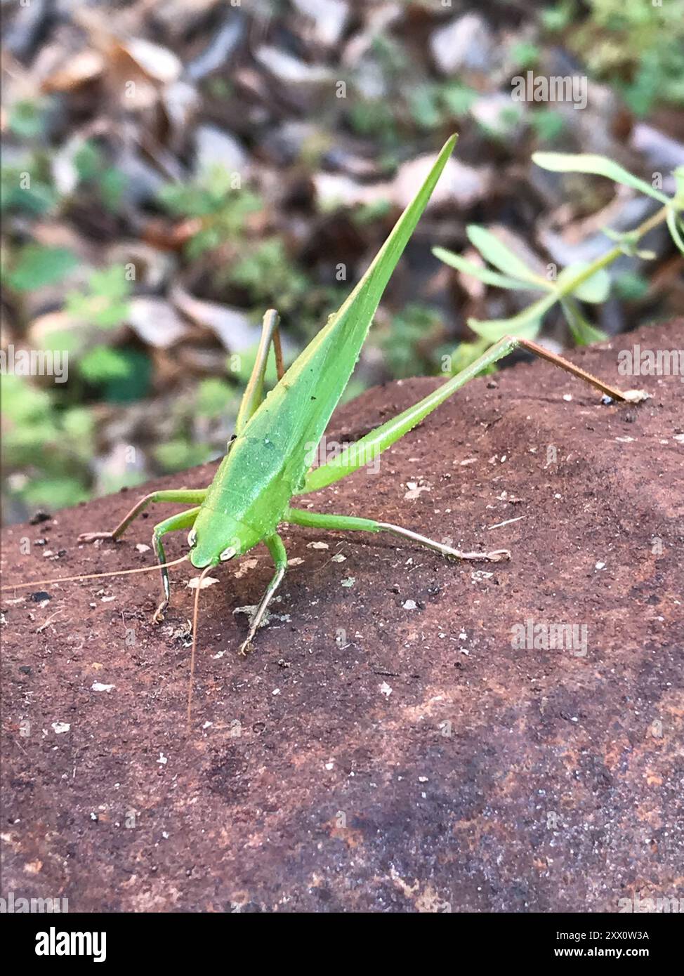 Common Coneheads (Neoconocephalus) Insecta Stock Photo - Alamy