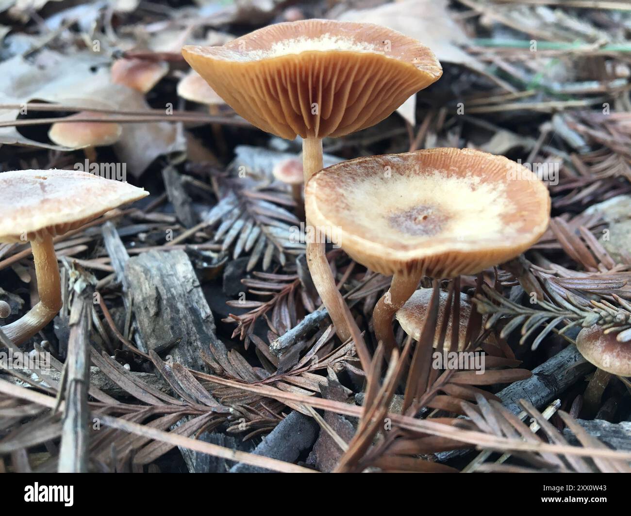 scurfy twiglet (Tubaria furfuracea) Fungi Stock Photo - Alamy