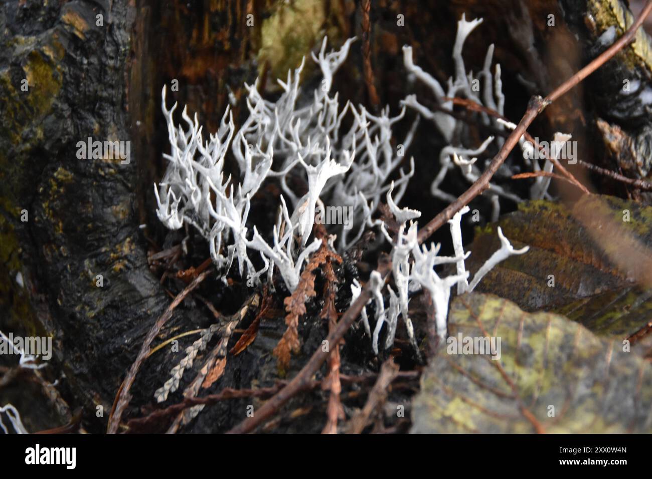 Candlesnuff Fungus (Xylaria hypoxylon) Fungi Stock Photo - Alamy