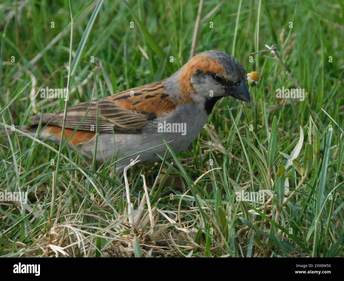 (Passer motitensis subsolanus) Aves Stock Photo - Alamy