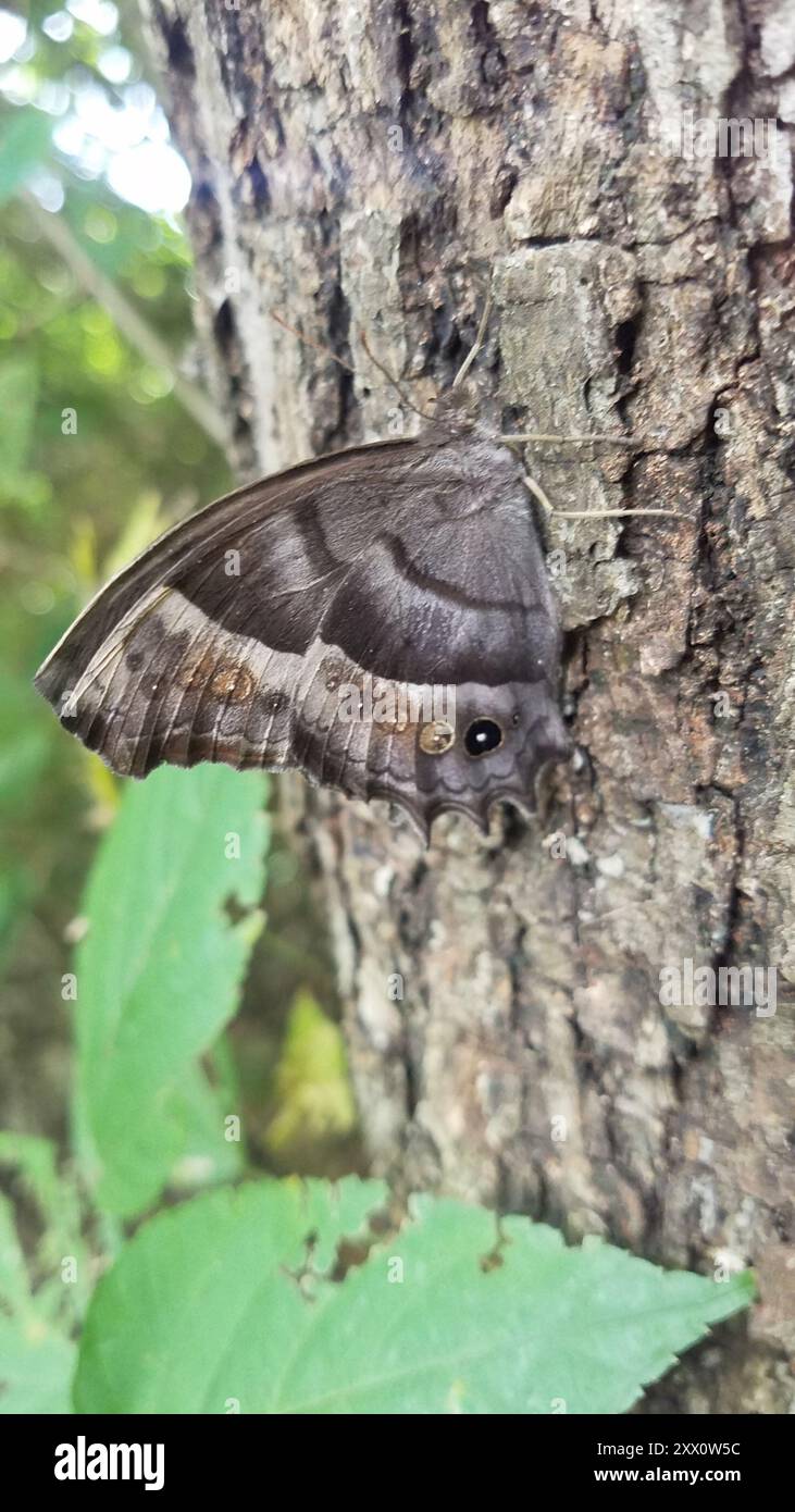 Inconspicuous Satyr (Taygetis inconspicua) Insecta Stock Photo - Alamy