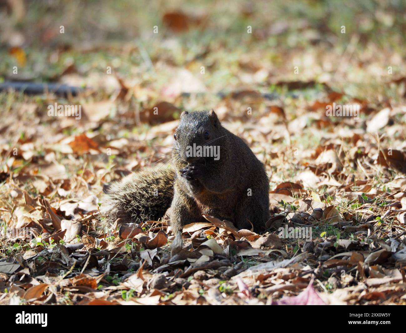 Taiwan Squirrel (Callosciurus erythraeus thaiwanensis) Mammalia Stock ...