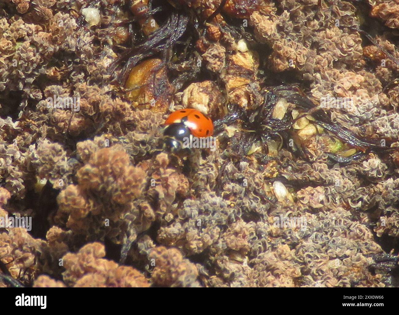 Variegated Lady Beetle (Hippodamia variegata) Insecta Stock Photo - Alamy