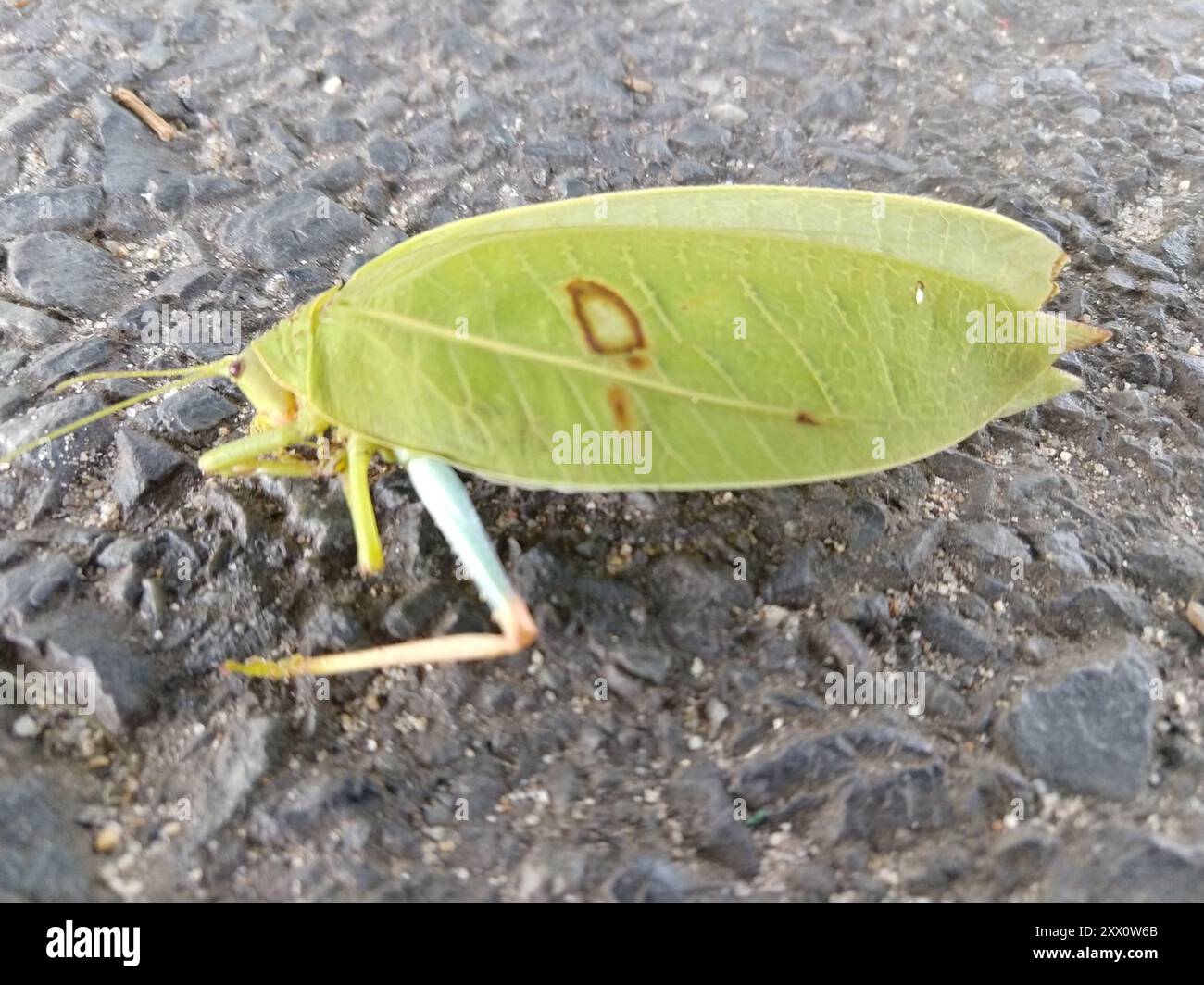 Blue-legged Sylvan Katydid (Zabalius ophthalmicus) Insecta Stock Photo ...