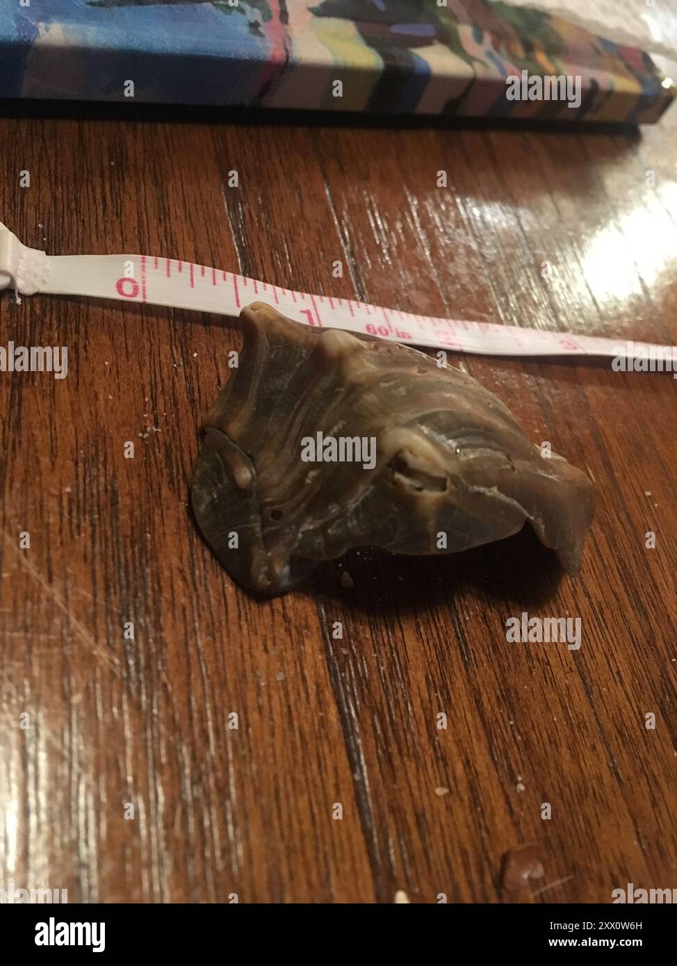 Knobbed Whelk (Busycon carica) Mollusca Stock Photo - Alamy